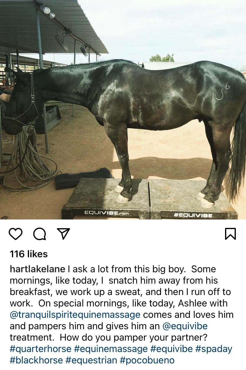 EquiVibe® Made in USA Vibration Machine